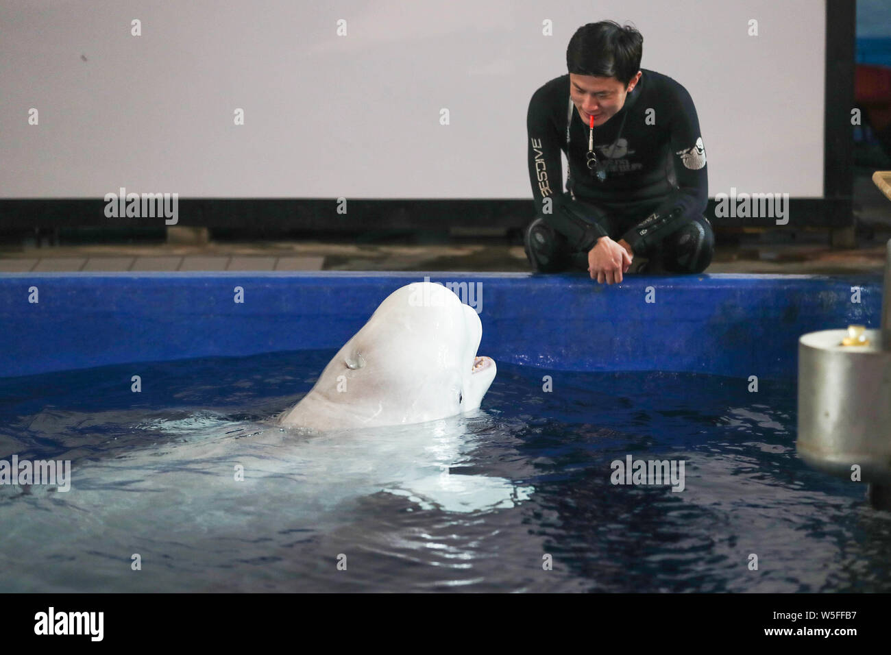 The two female beluga whales, "Little White" and "Little Grey," perform ...