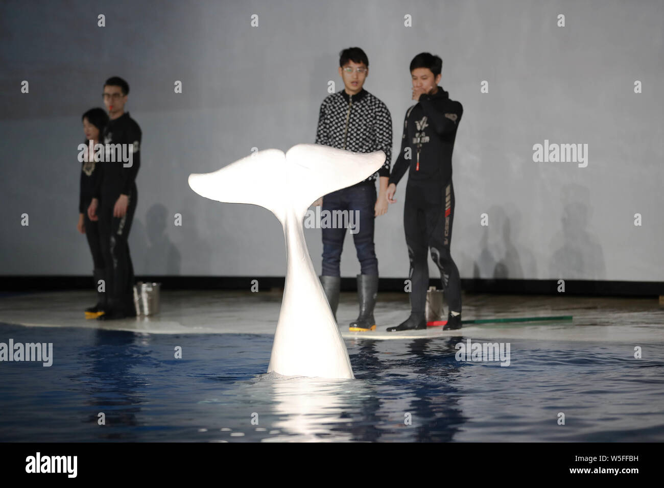 The two female beluga whales, "Little White" and "Little Grey," perform ...