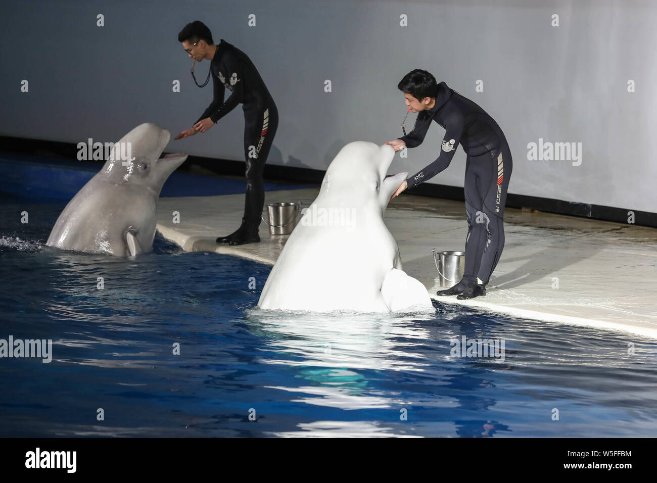 The two female beluga whales, "Little White" and "Little Grey," perform ...