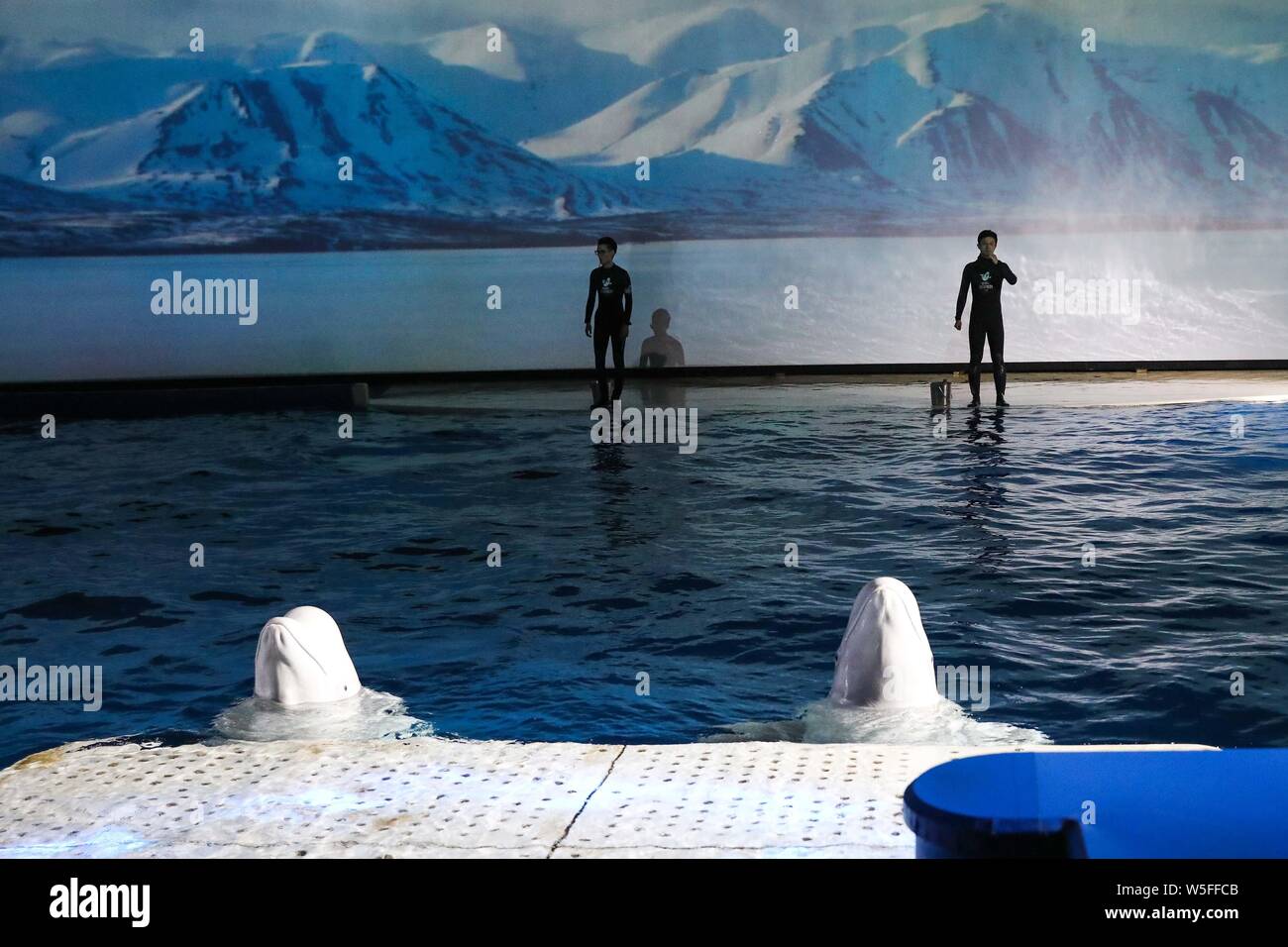 The two female beluga whales, "Little White" and "Little Grey," perform ...