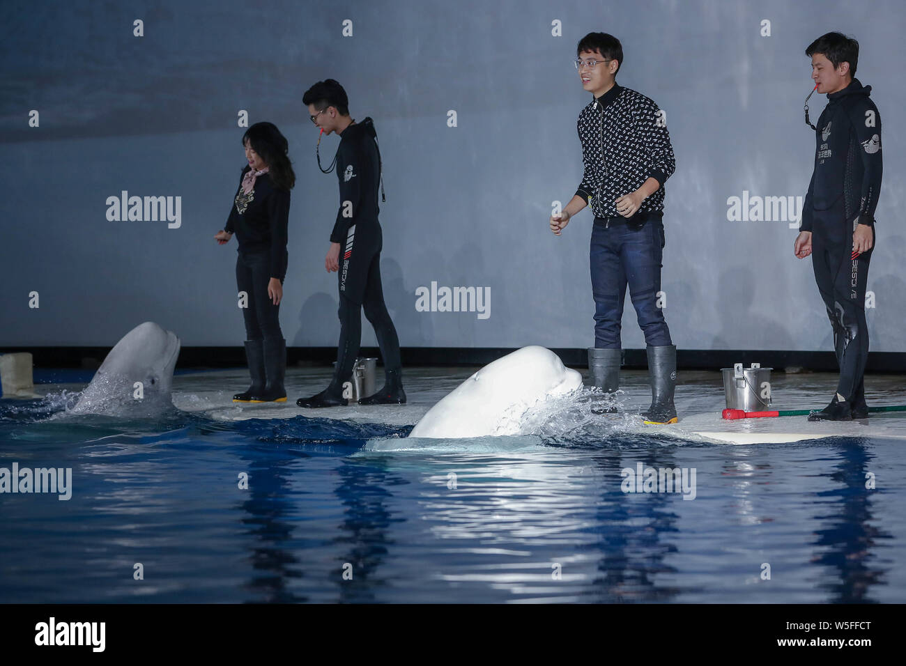 The two female beluga whales, "Little White" and "Little Grey," perform ...