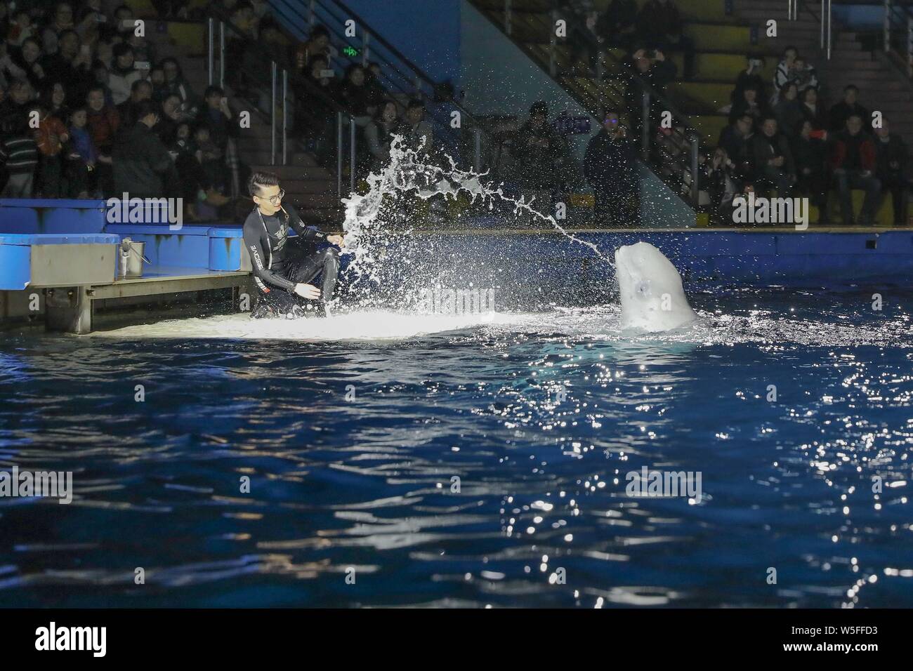 The two female beluga whales, "Little White" and "Little Grey," perform ...