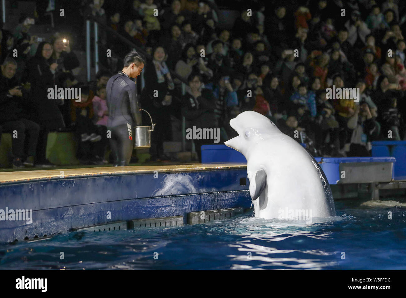 The two female beluga whales, "Little White" and "Little Grey," perform ...