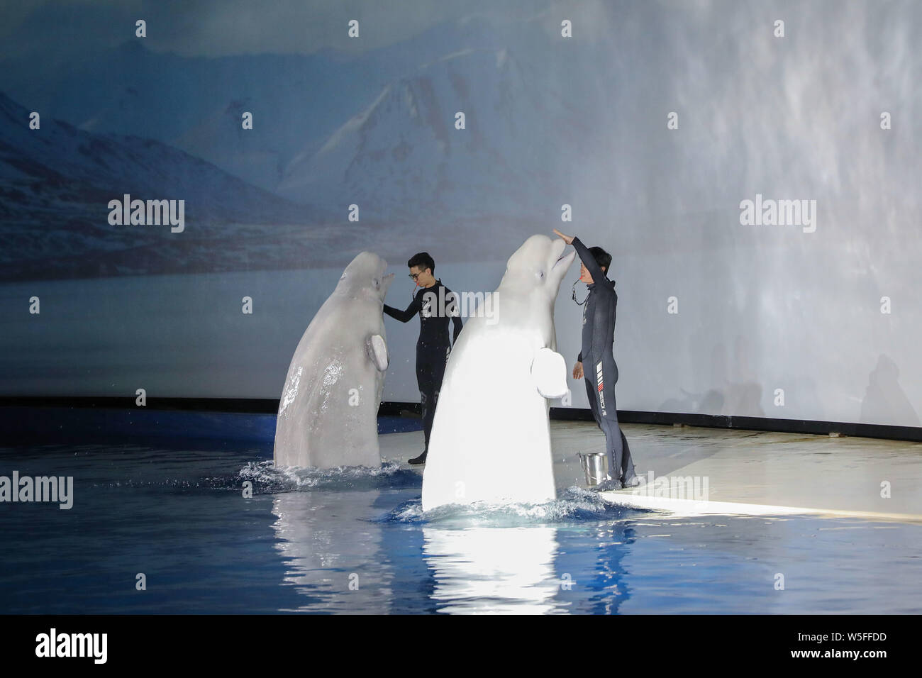 The two female beluga whales, "Little White" and "Little Grey," perform ...