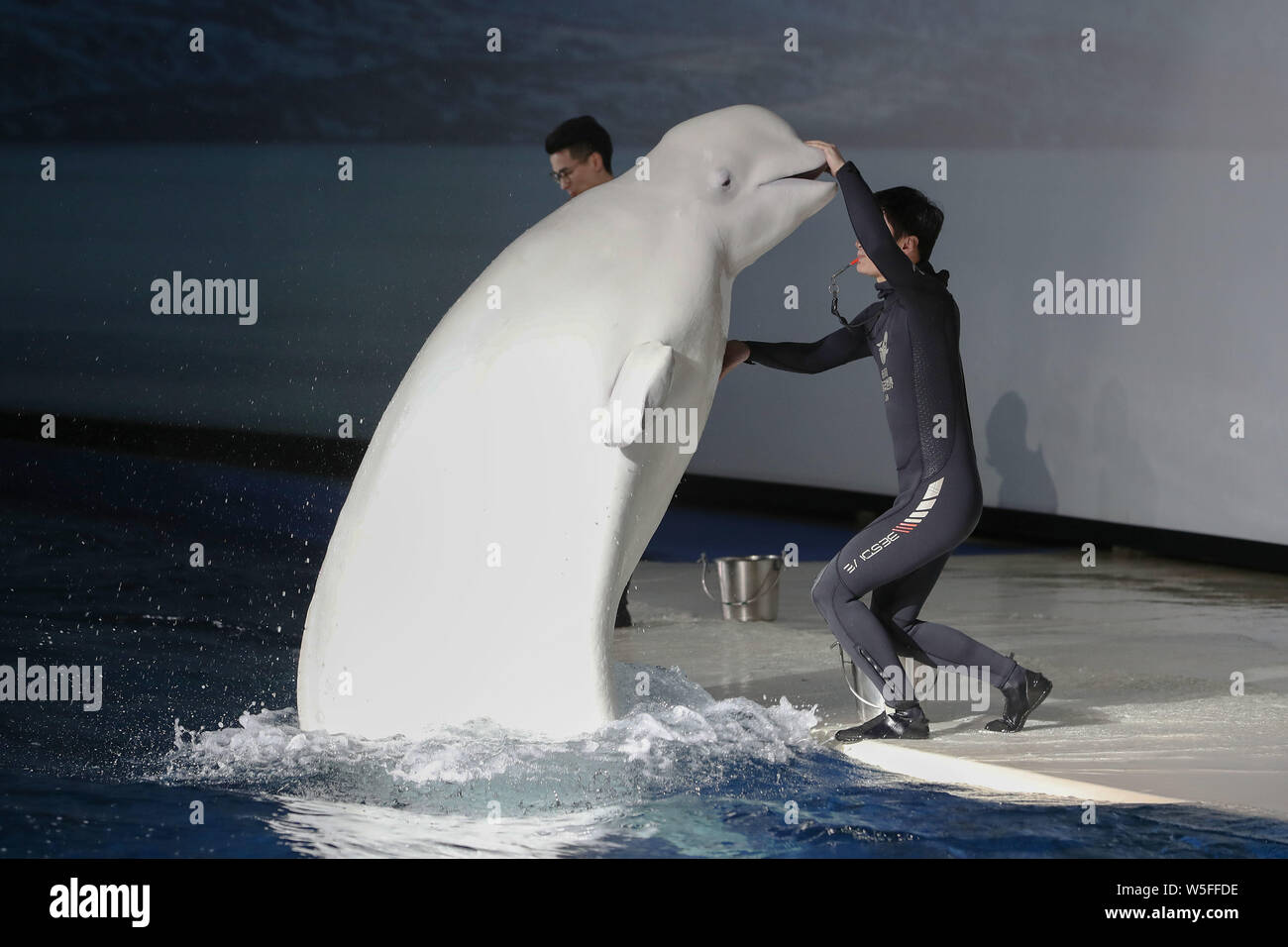 The two female beluga whales, "Little White" and "Little Grey," perform ...