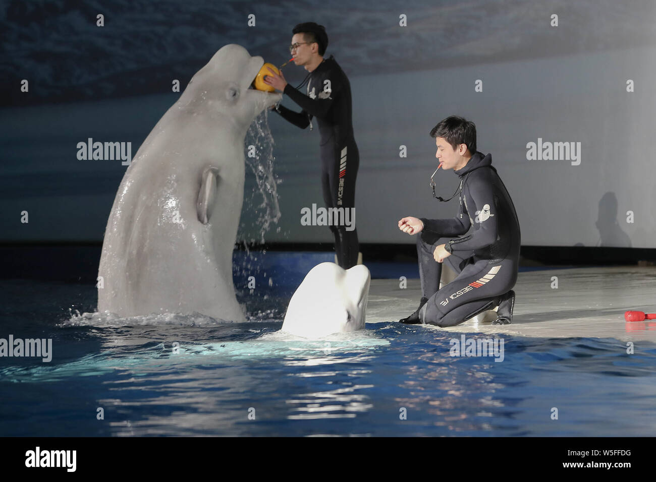 The two female beluga whales, "Little White" and "Little Grey," perform ...