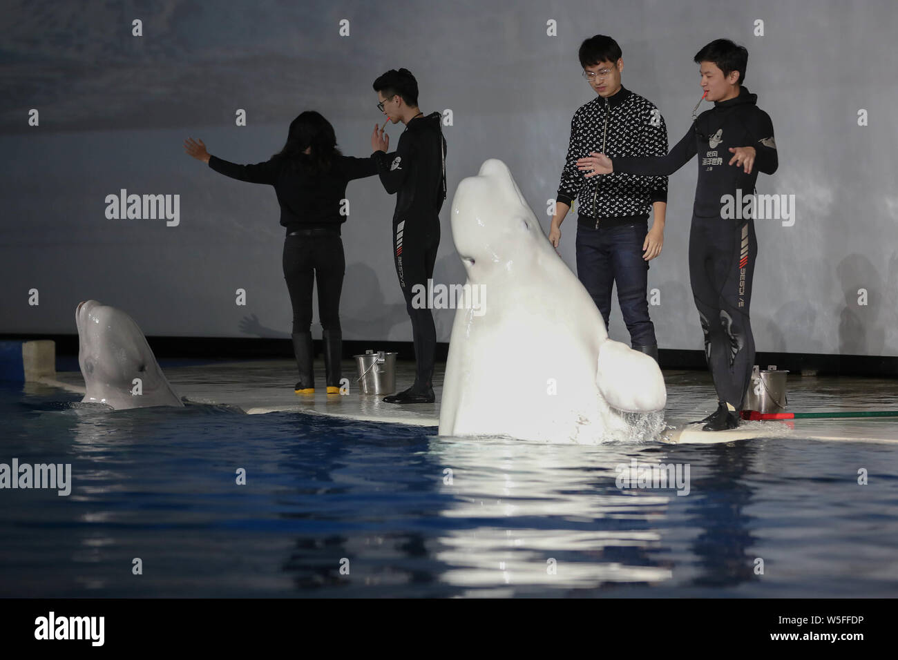The two female beluga whales, "Little White" and "Little Grey," perform ...