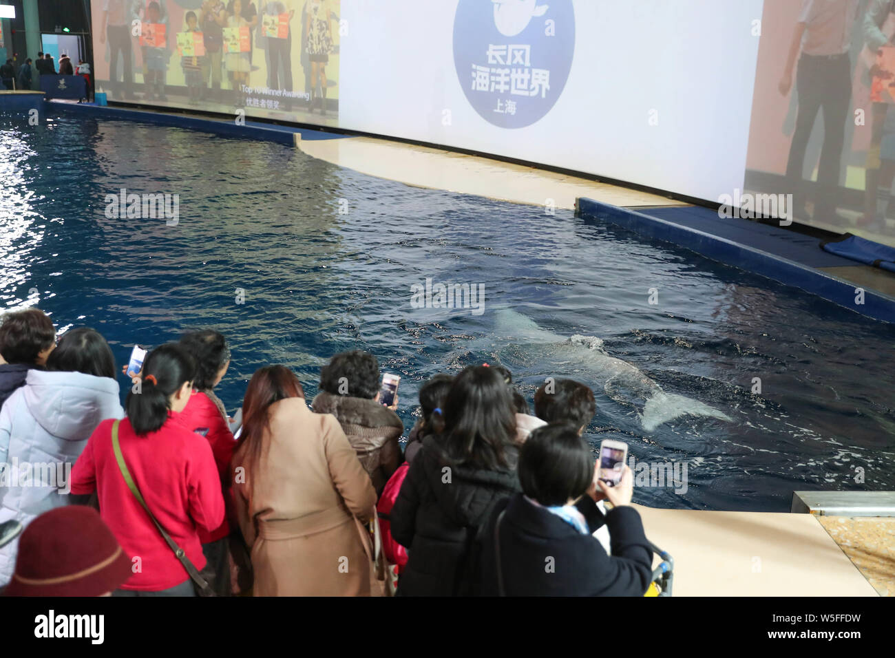 The two female beluga whales, "Little White" and "Little Grey," perform ...