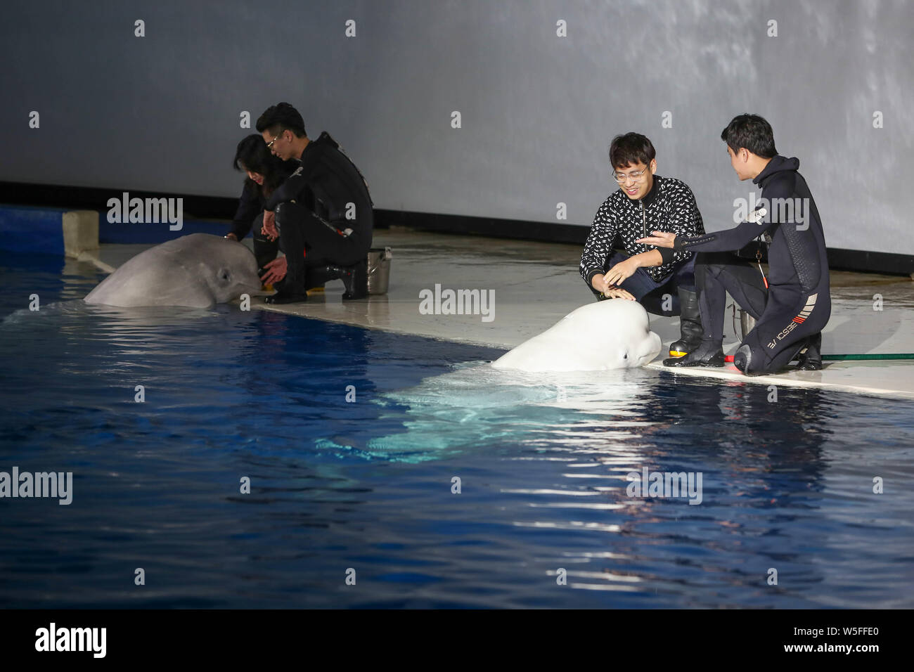 The two female beluga whales, "Little White" and "Little Grey," perform ...