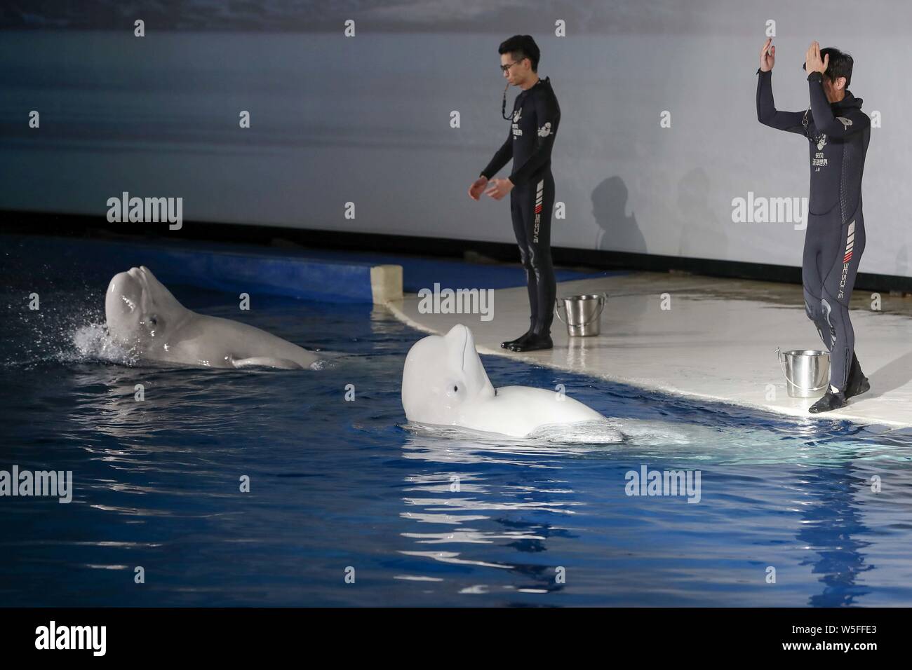 The two female beluga whales, "Little White" and "Little Grey," perform ...