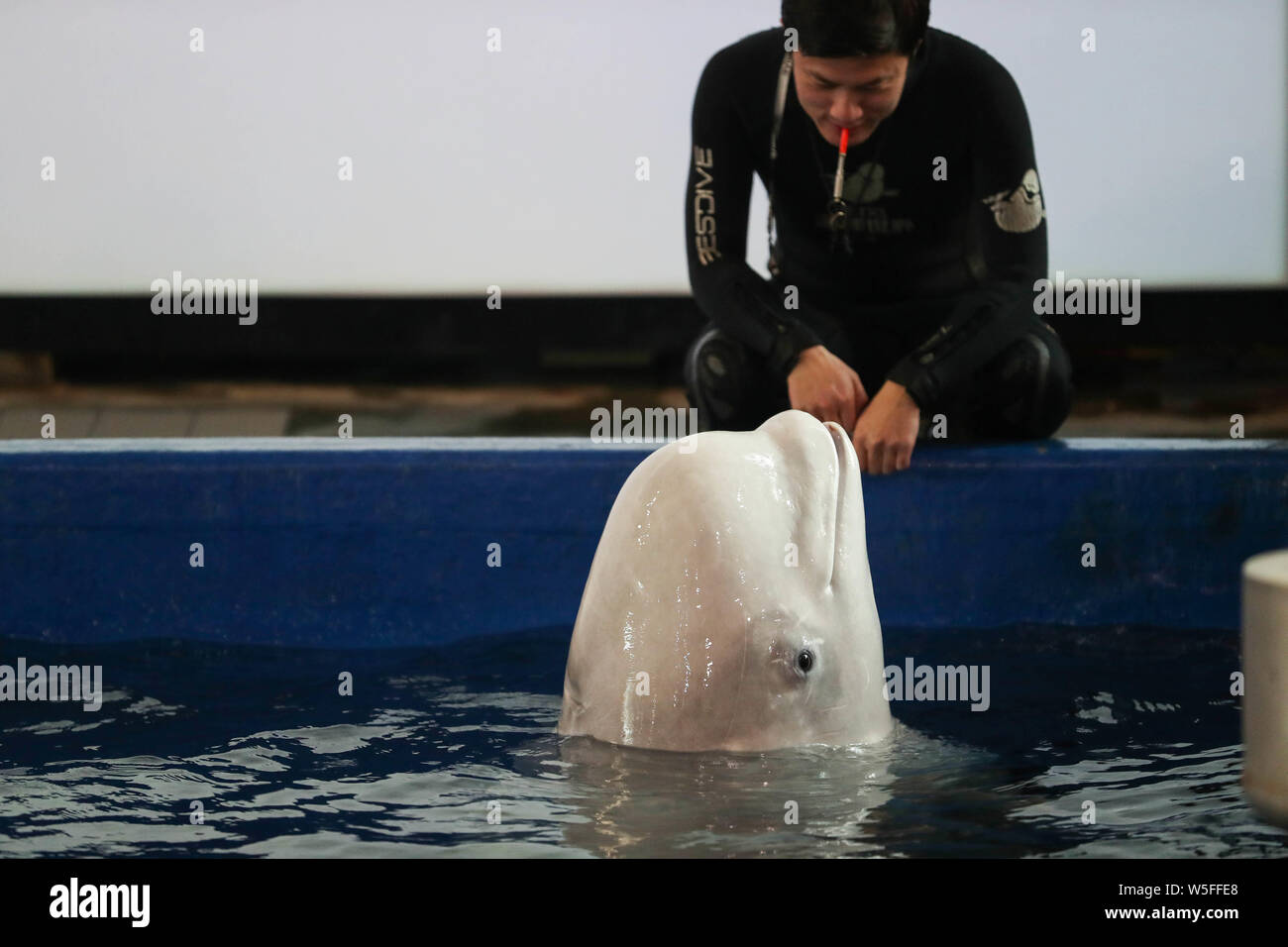The two female beluga whales, "Little White" and "Little Grey," perform ...