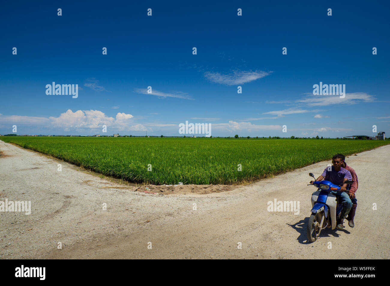 Sekinchan paddy field hi-res stock photography and images - Alamy