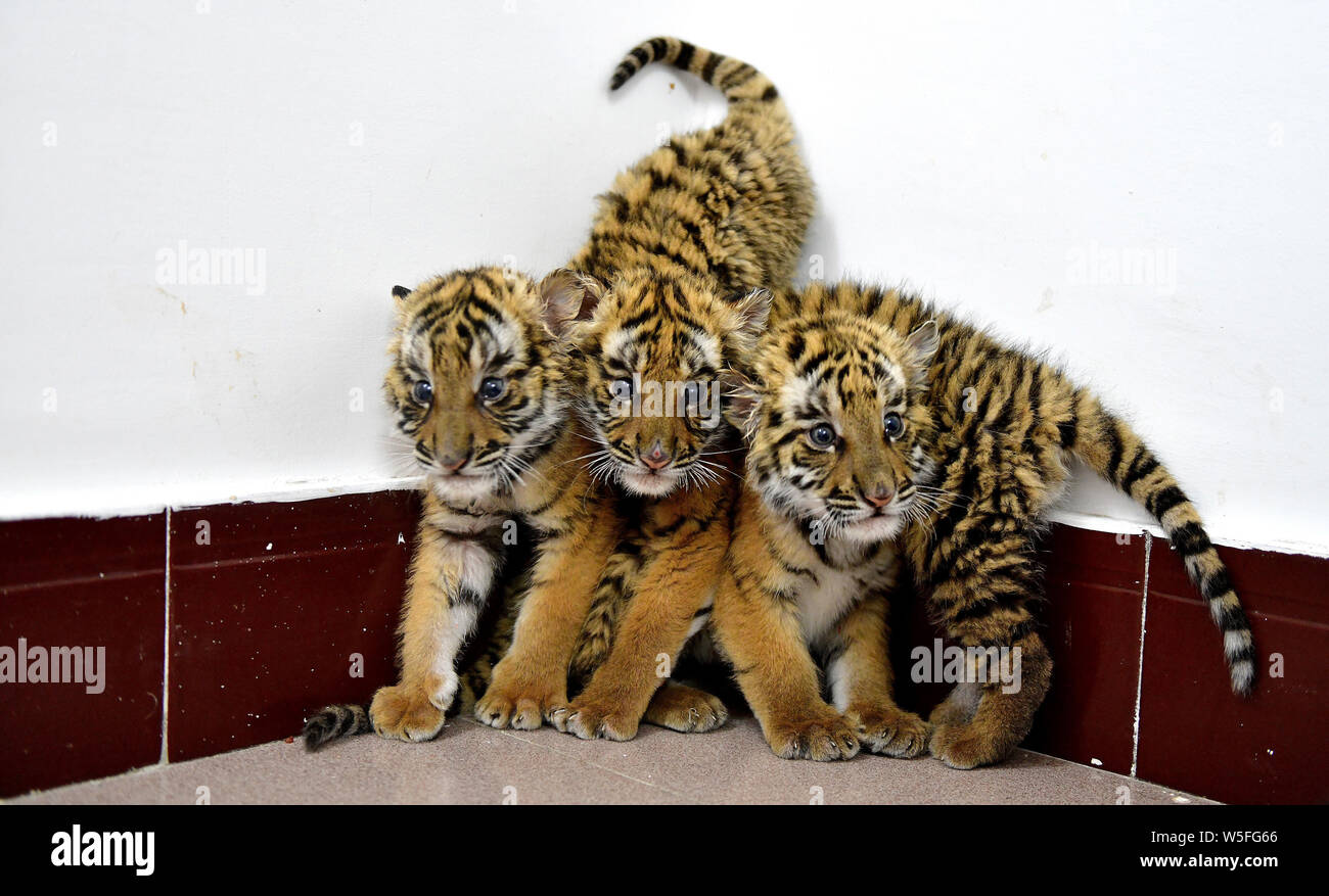 Three of the six South China tiger cubs are seen during their public ...