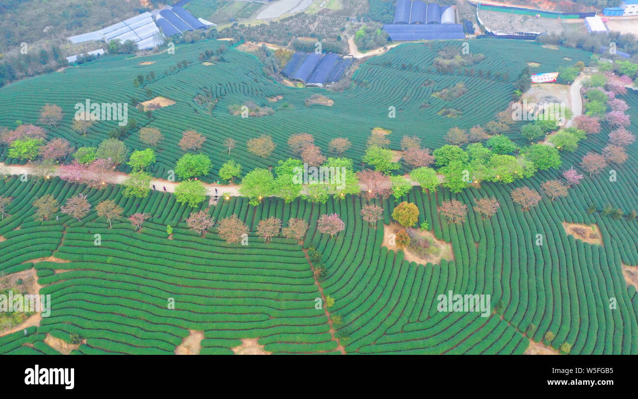 Aerial view of the cherry trees in full blossoms with the enormous ...
