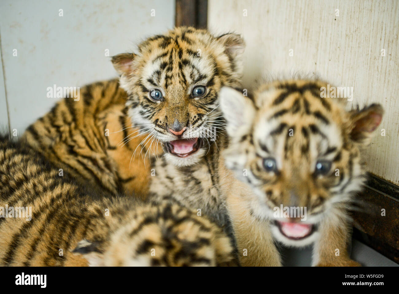 The South China tiger cubs are seen during the first public appearance ...