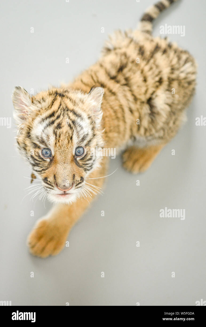 South china tiger cub hi-res stock photography and images - Alamy