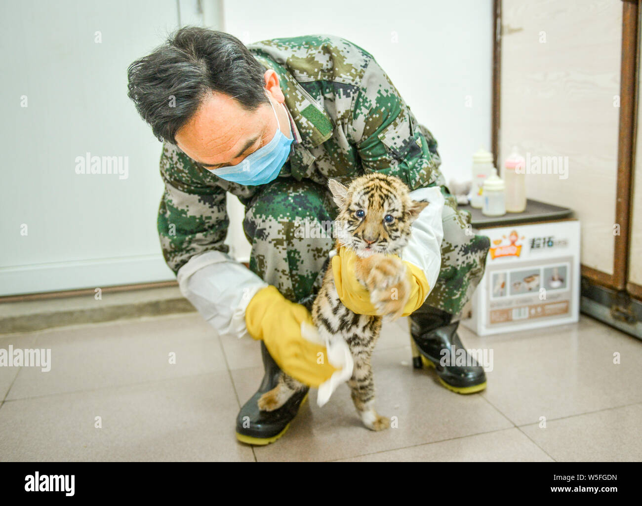 A Chinese keeper feeds a South China tiger cub during the first public ...
