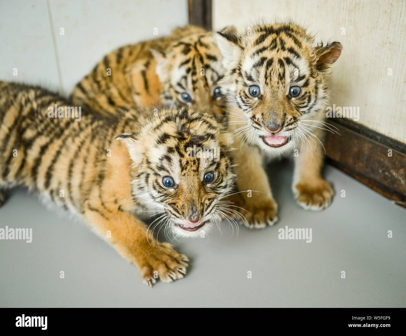 Appearance of a tiger hi-res stock photography and images - Alamy