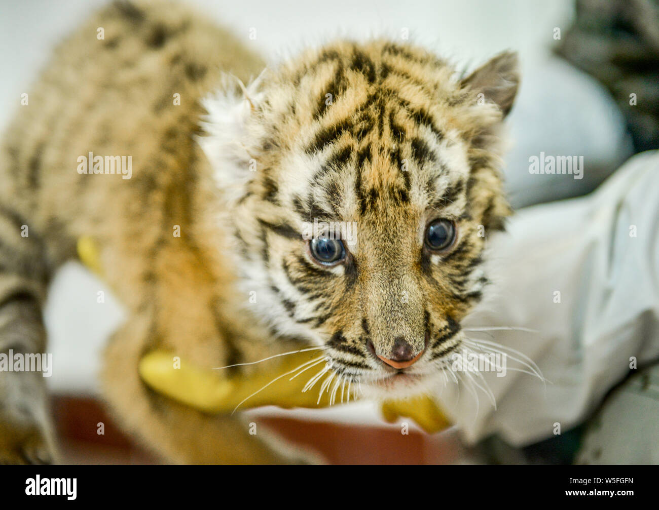 A Chinese keeper shows a South China tiger cub during the first public ...