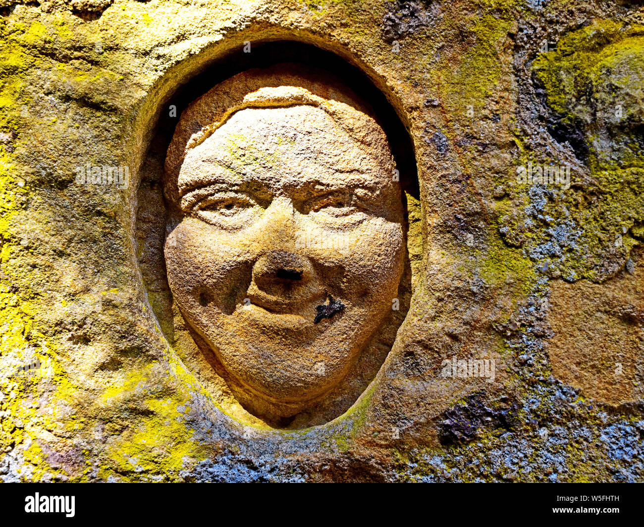 Kennel head trees hi-res stock photography and images - Alamy