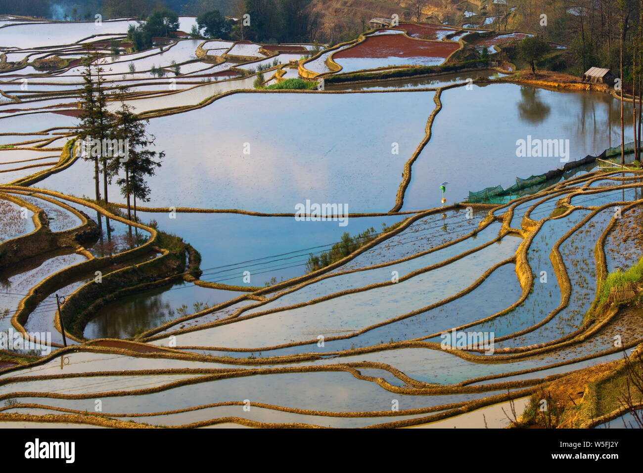 --FILE--Landscape of terraced rice fields of the Yuanyang rice terraces ...