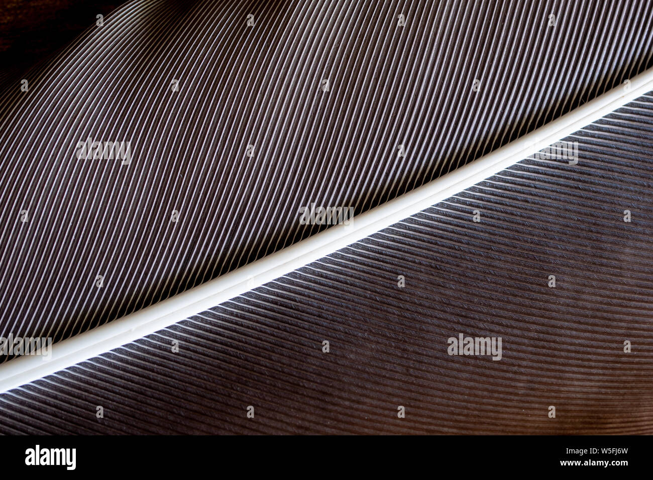 abstract background bird feather texture Stock Photo - Alamy