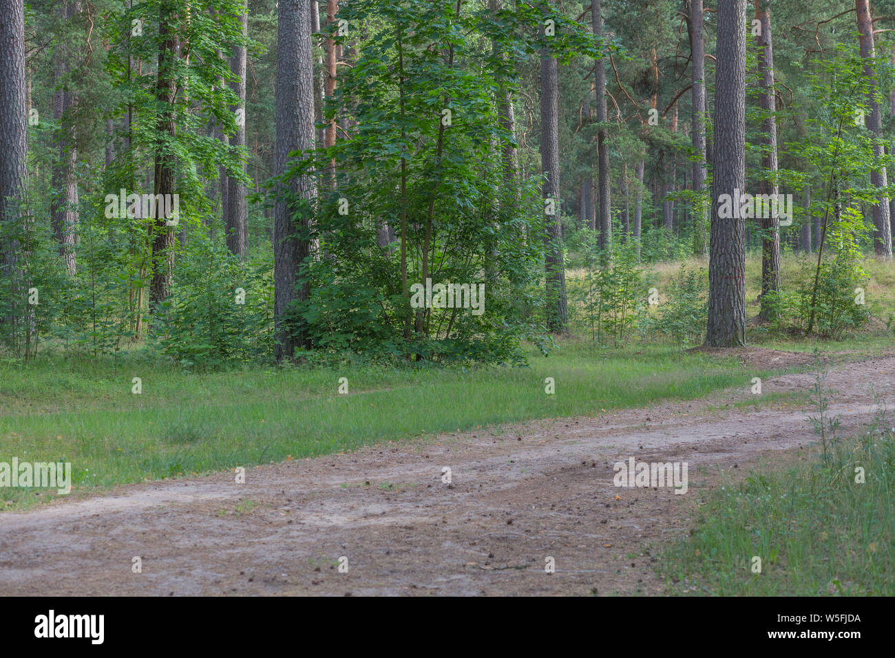 City Riga, Latvia Republic. Forest with trees and old walking paths ...