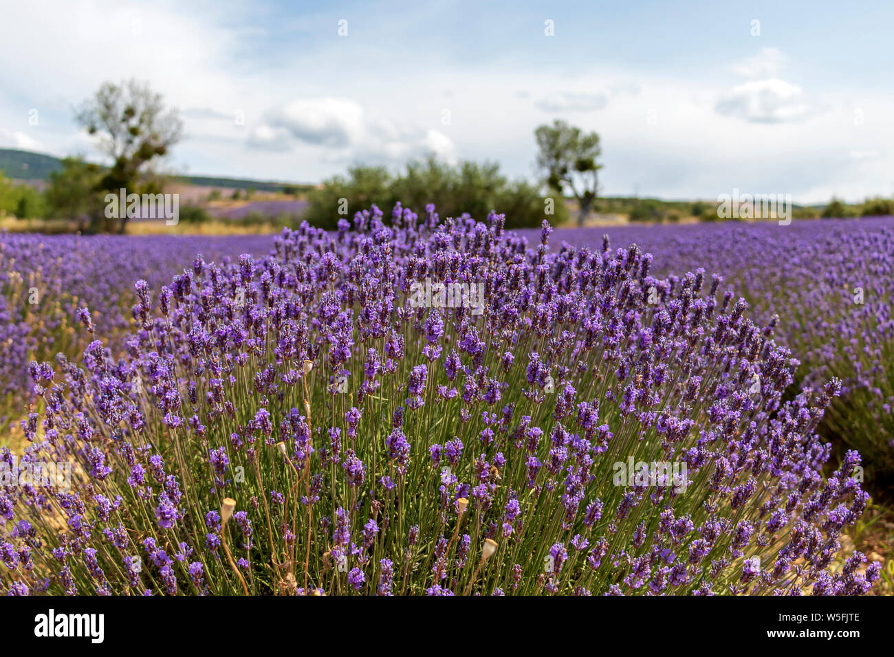 Purple lavender fields at mountainous, late-blooming location. One of ...