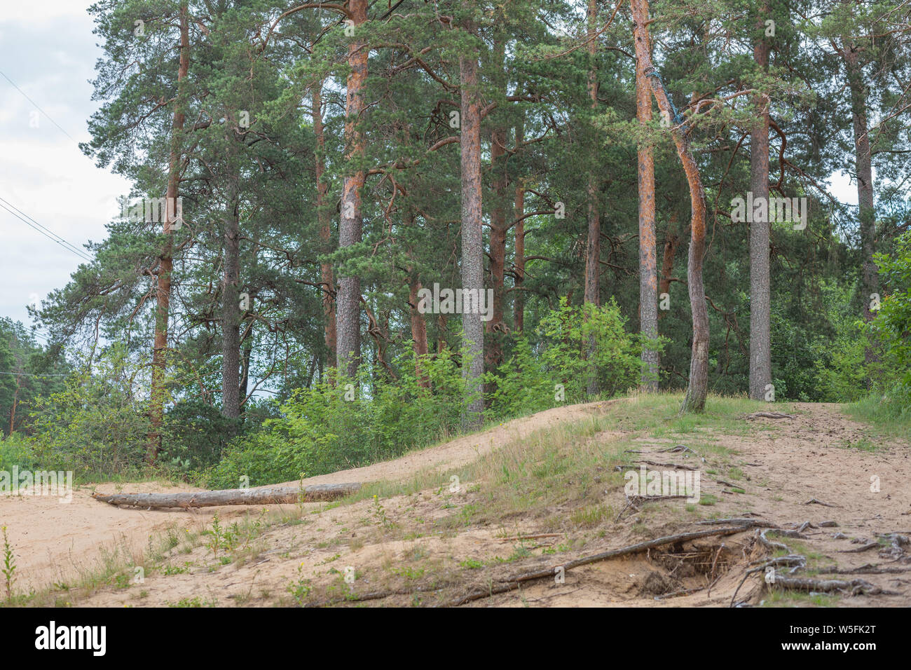 City Riga, Latvia Republic. Forest with trees and old walking paths. Juny 29. 2019 Travel photo ...