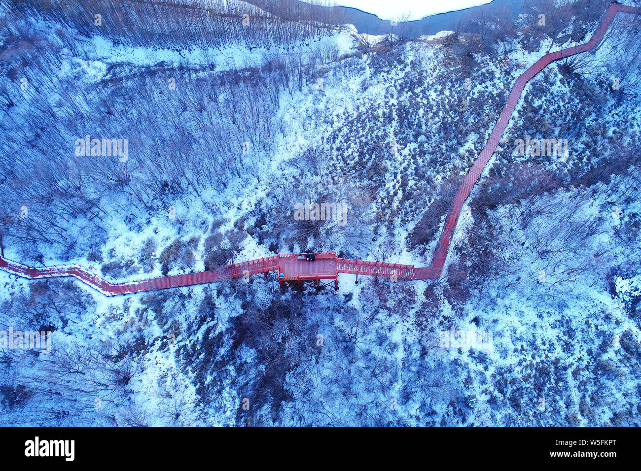 Landscape of the willow forest covered with snow along the Zhadun River ...