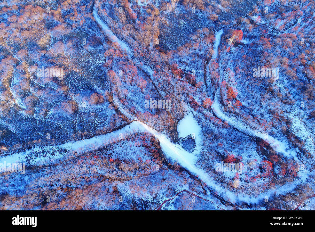 Landscape of the willow forest covered with snow along the Zhadun River ...
