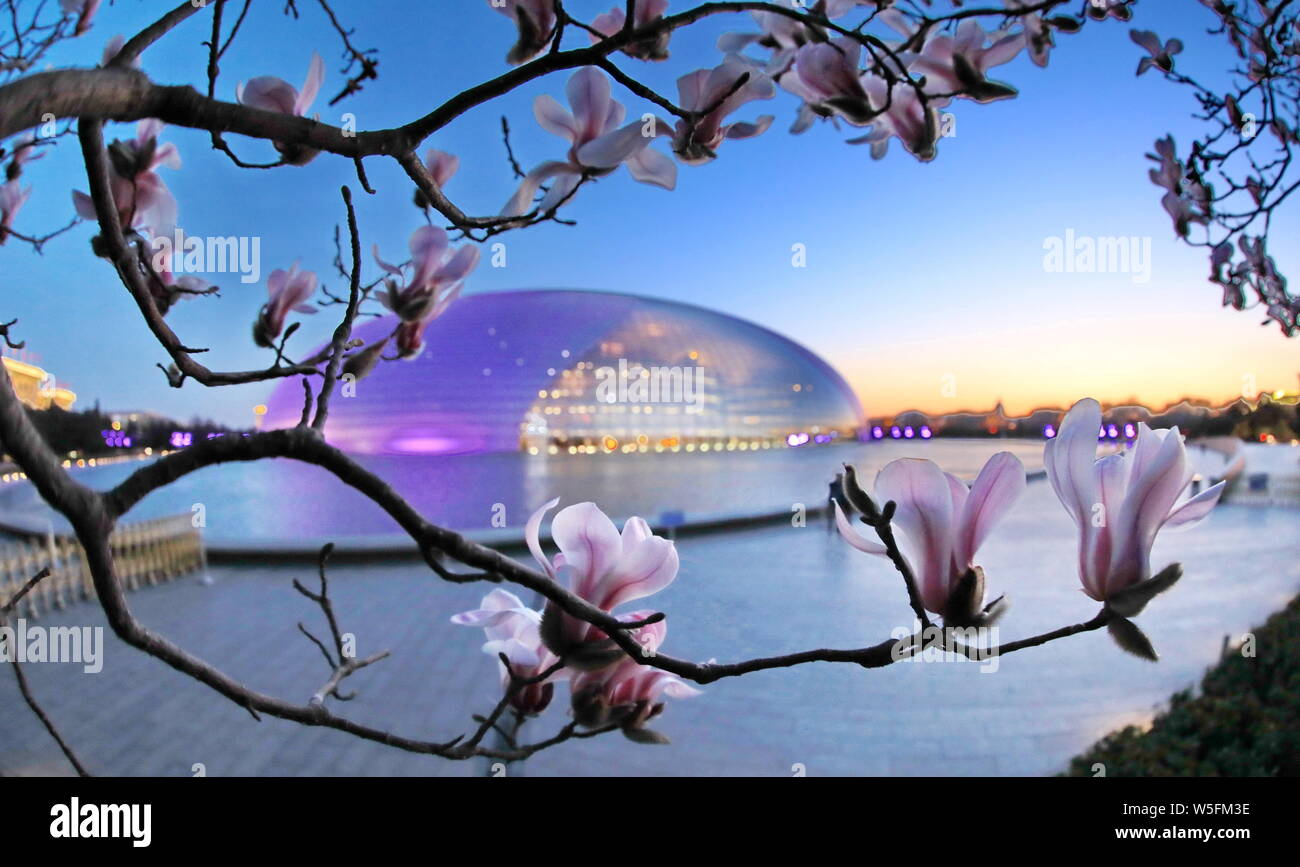 Ionopsis utricularioides hi-res stock photography and images - Alamy