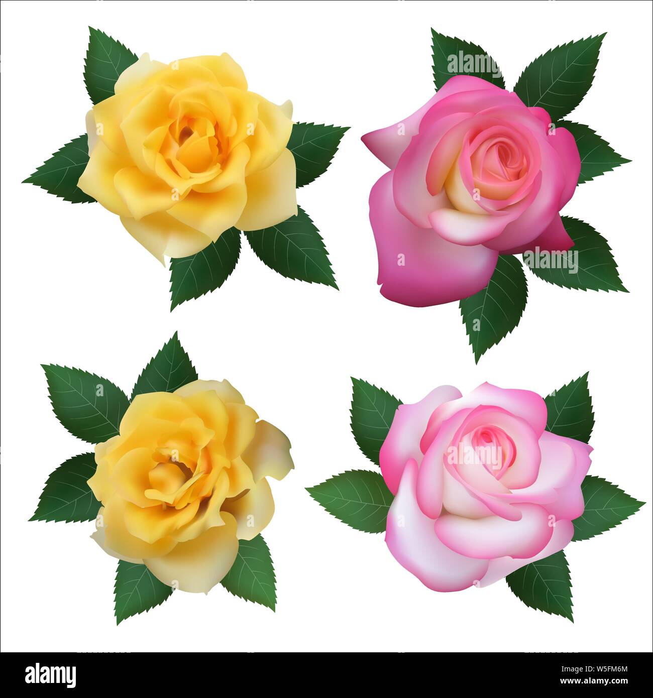 Crimson and yellow rose Stock Vector Images - Alamy