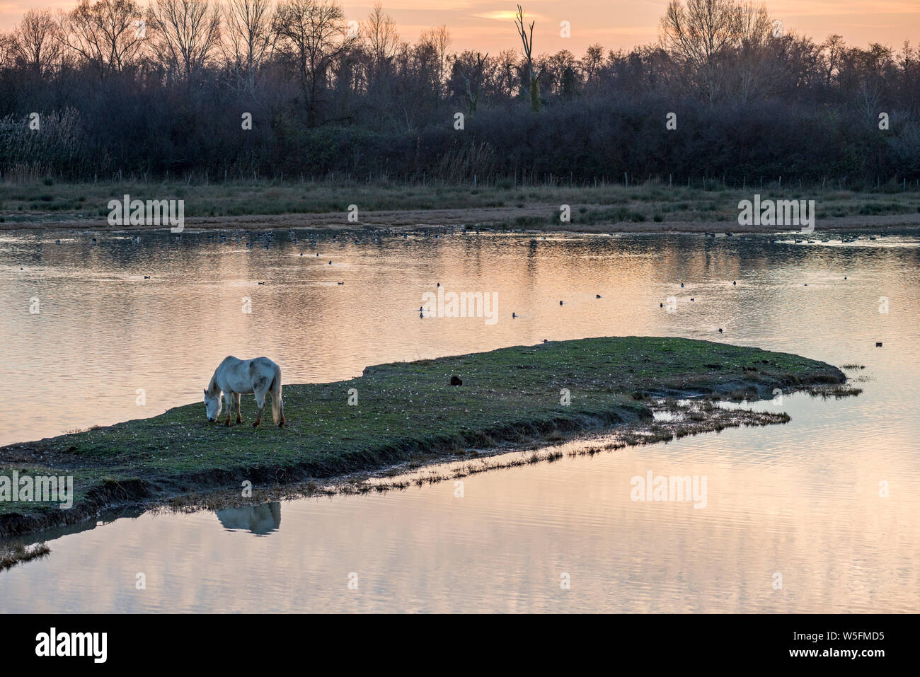 Italy, Friuli, Isonzo Estuary Regional Park, Isola della Cona Bird ...