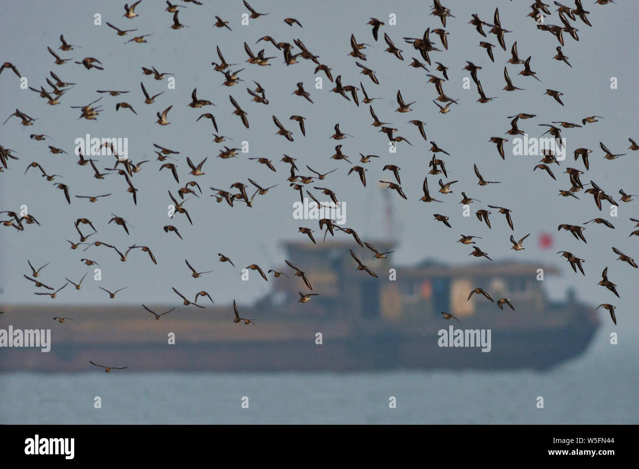A flock of migratory birds flies over a wetland in Qingdao city, east ...