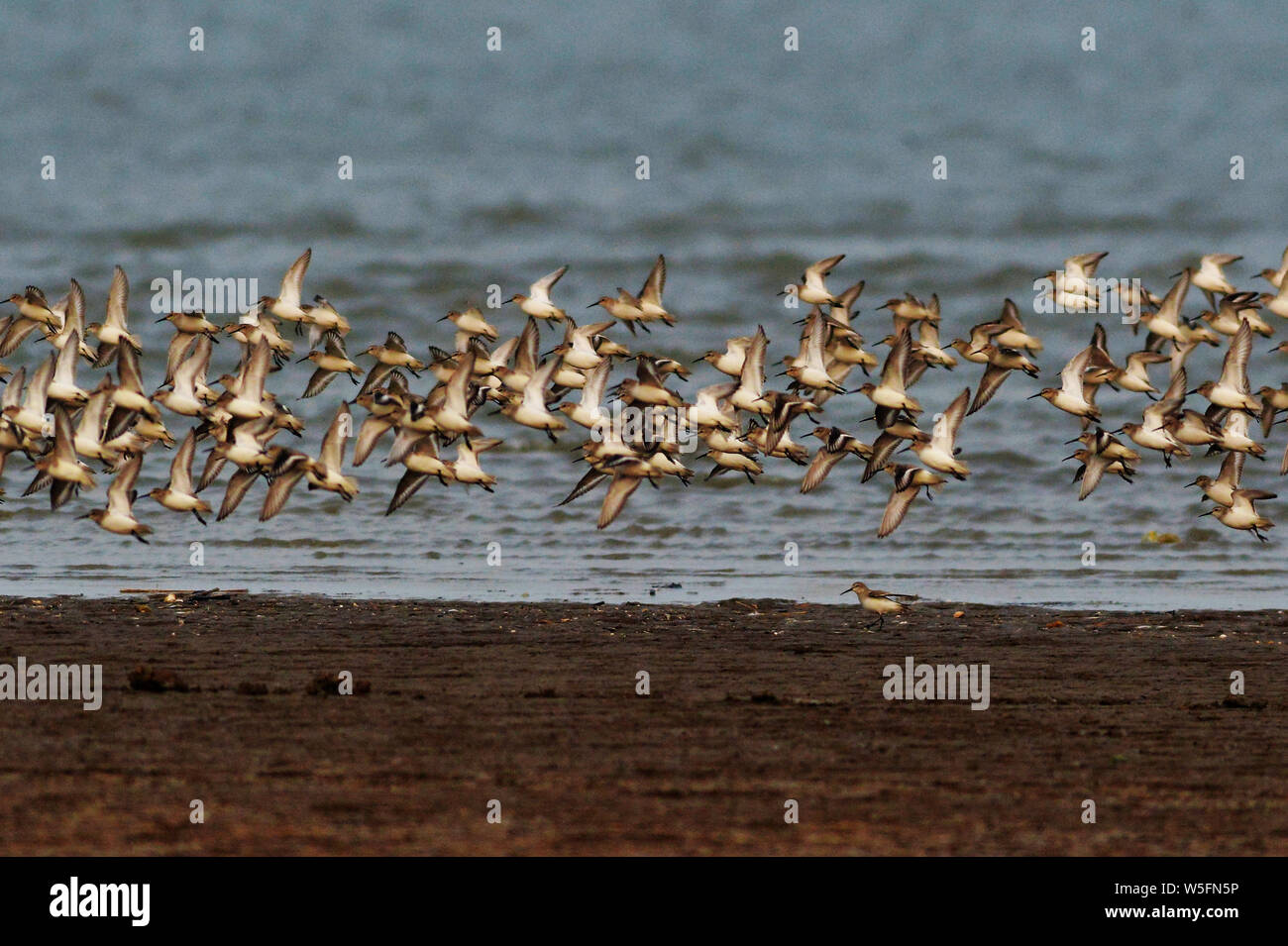 A flock of migratory birds flies over a wetland in Qingdao city, east ...