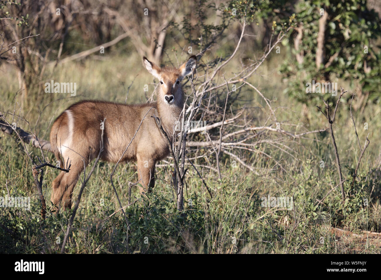 Wasserbock / Waterbuck / Kobus ellipsiprymnus Stock Photo - Alamy