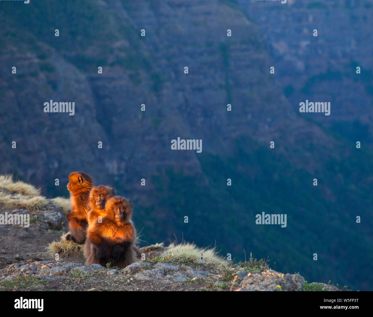 Gelada babuino hi-res stock photography and images - Alamy
