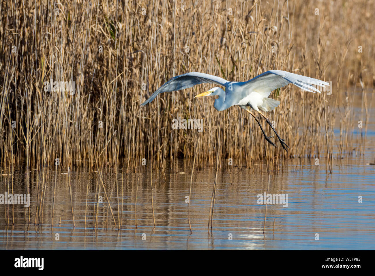 great egret (Ardea alba) is a species of heron in the family Ardeidae ...