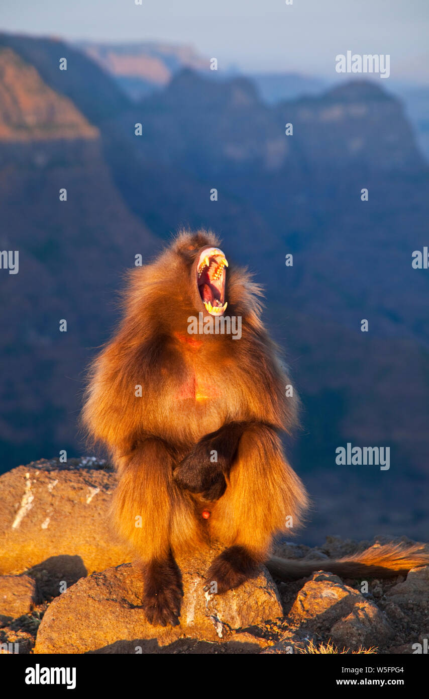 Babuino gelada hi-res stock photography and images - Alamy