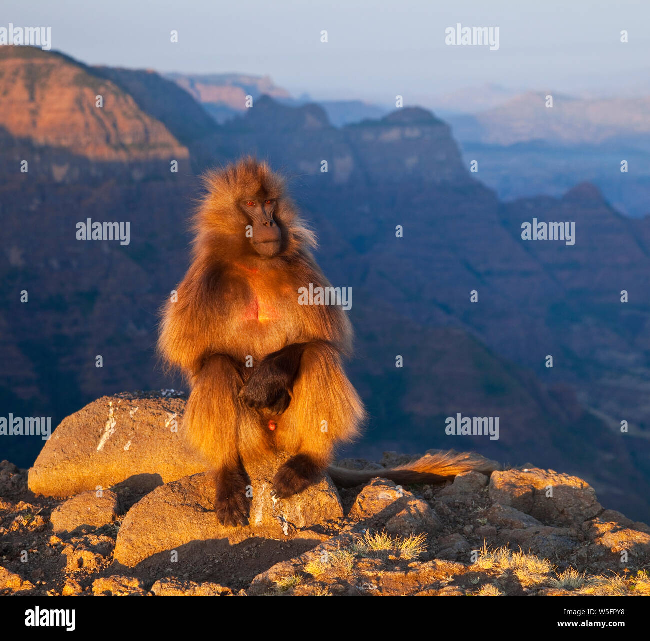 Gelada babuino hi-res stock photography and images - Alamy
