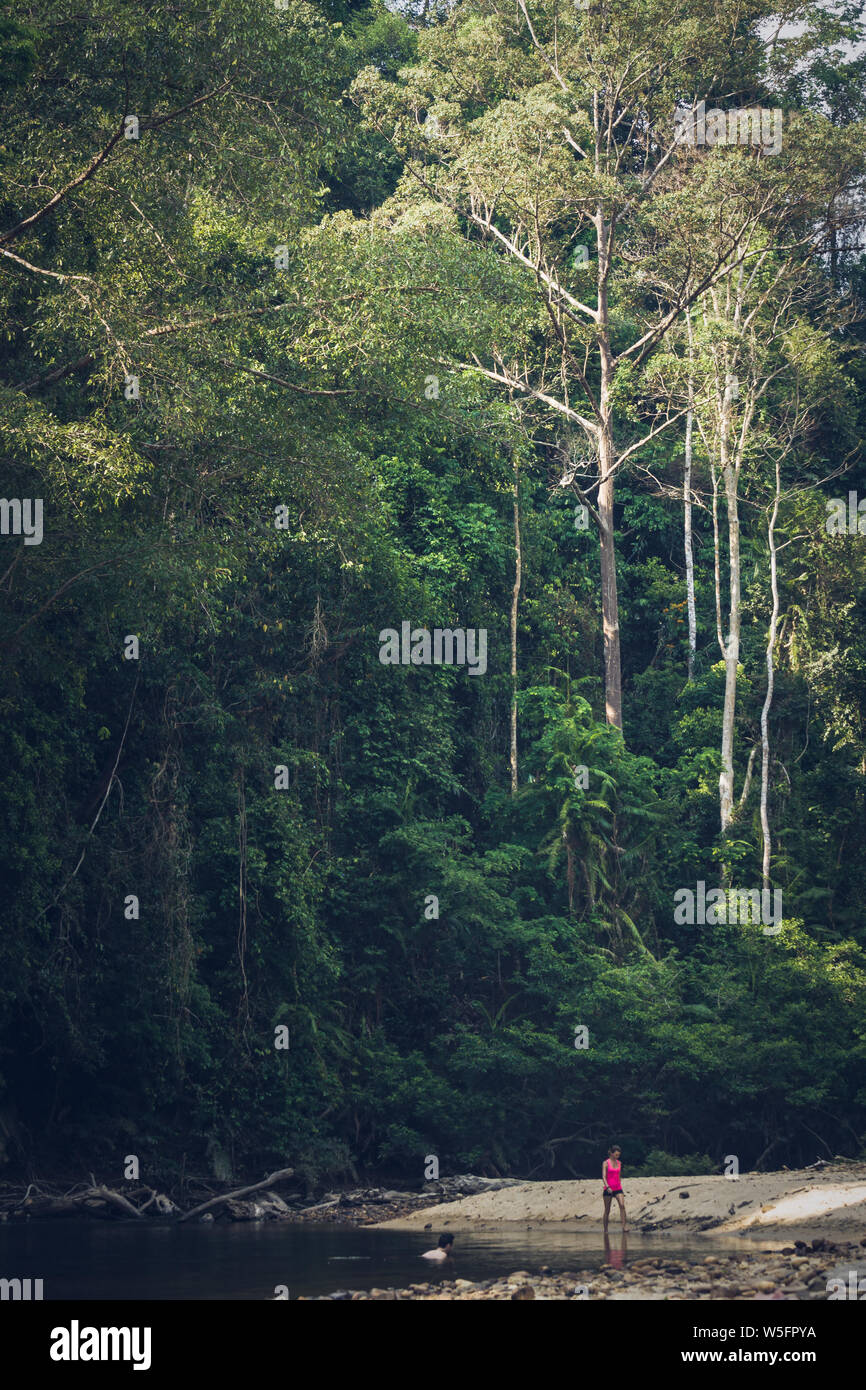 View of tropical rain forest landscape at Taman Negara, Pahang ...