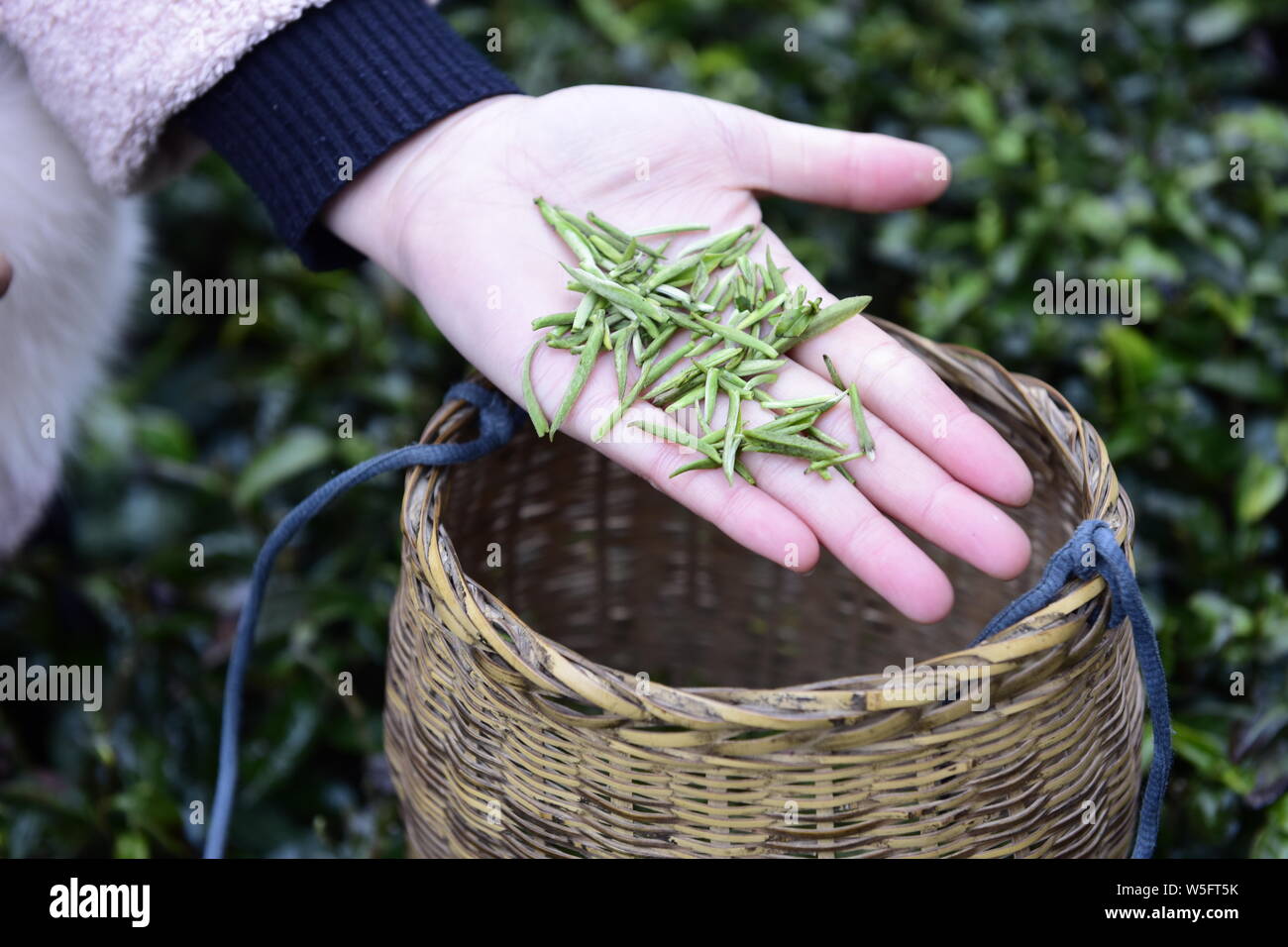 A Chinese farmer shows newly-harvested tea leaves at a tea plantation ...