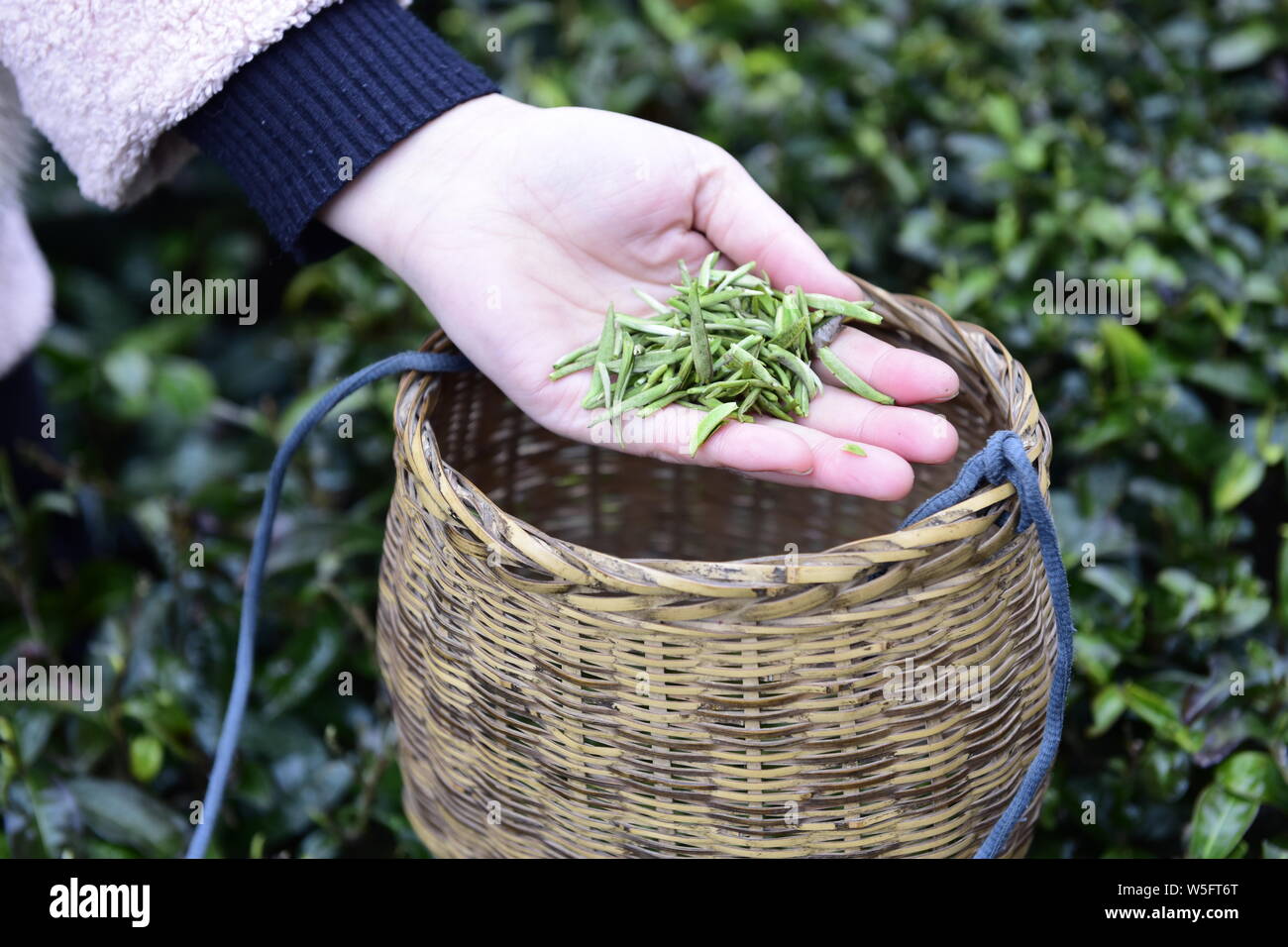 A Chinese farmer shows newly-harvested tea leaves at a tea plantation ...