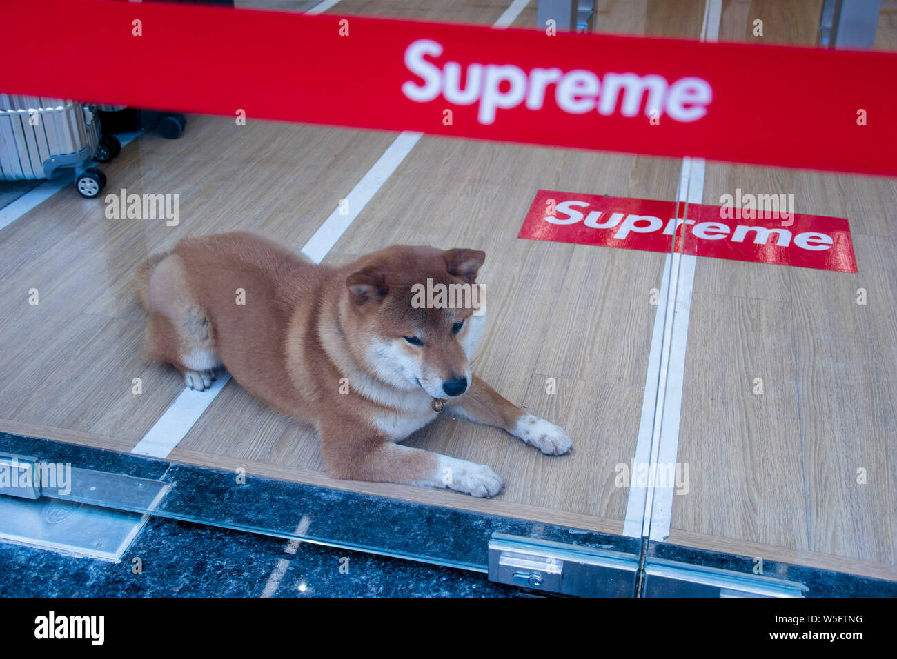 A Shiba Inu is pictured at the first store of Supreme Italia in ...