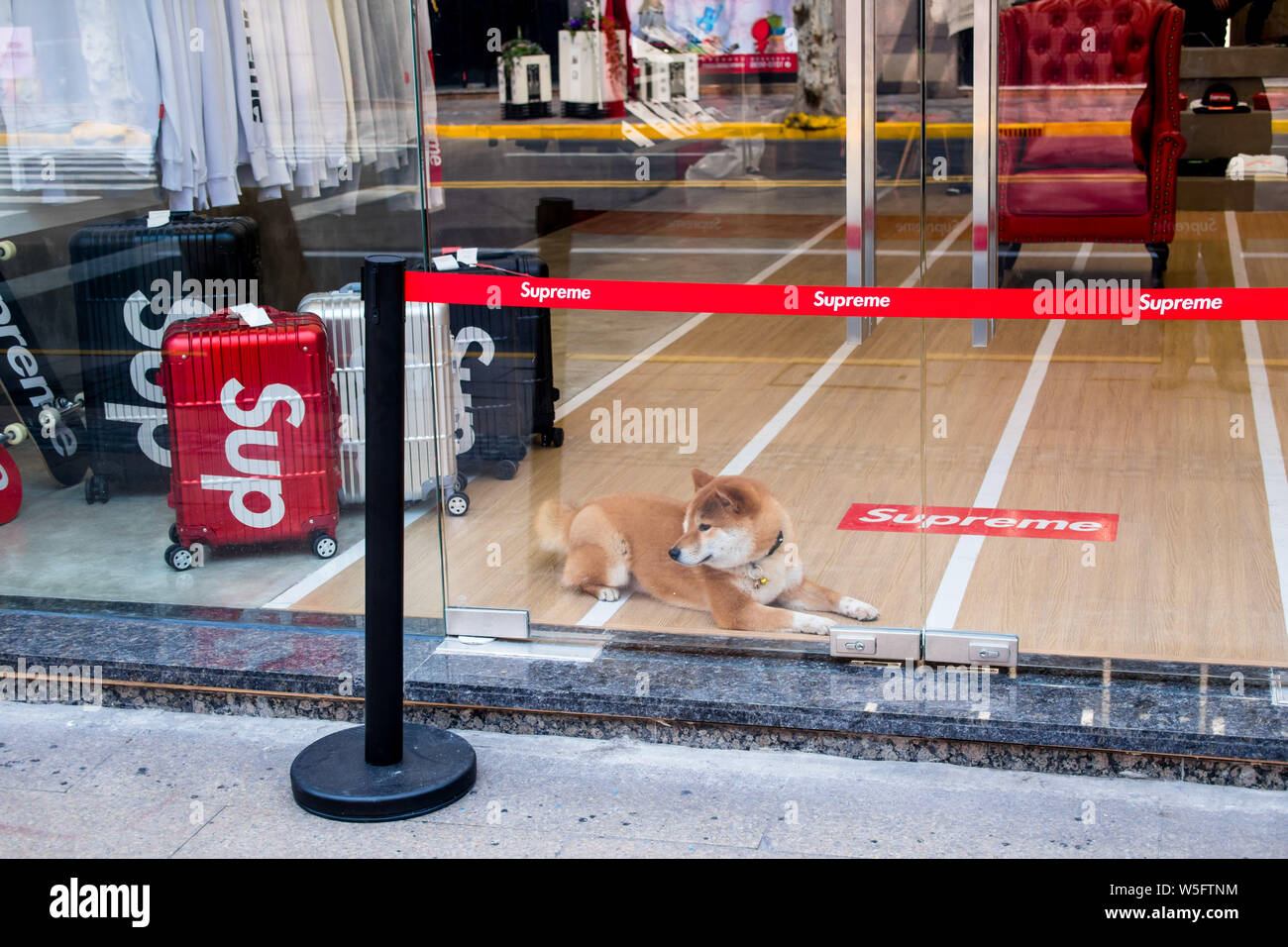 A Shiba Inu is pictured at the first store of Supreme Italia in ...