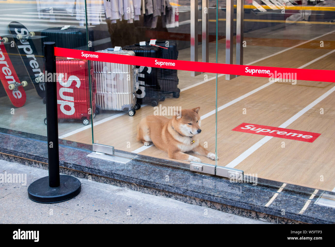 A Shiba Inu is pictured at the first store of Supreme Italia in ...