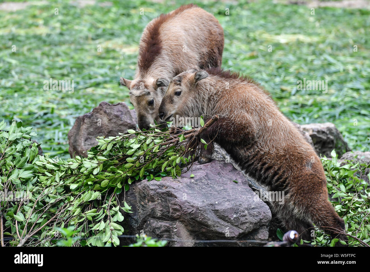 The golden takin babies, the latest offspring of the herd of the ...