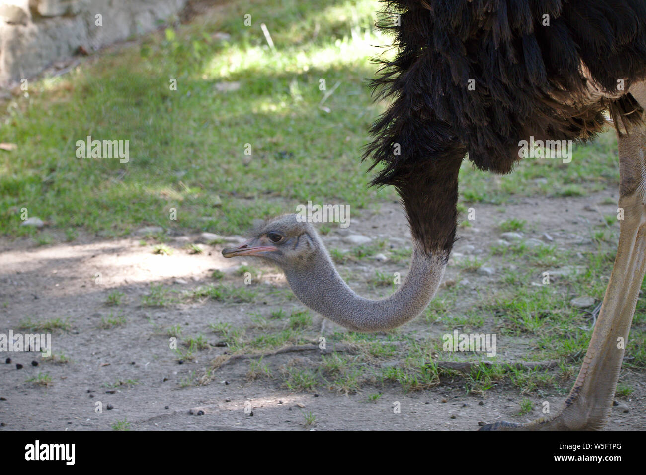 Blue ostrich feather hi-res stock photography and images - Alamy