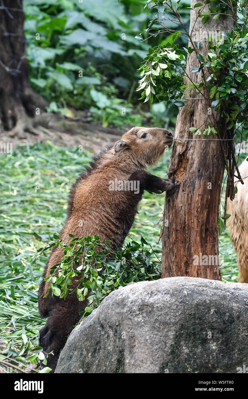 The golden takin babies, the latest offspring of the herd of the ...